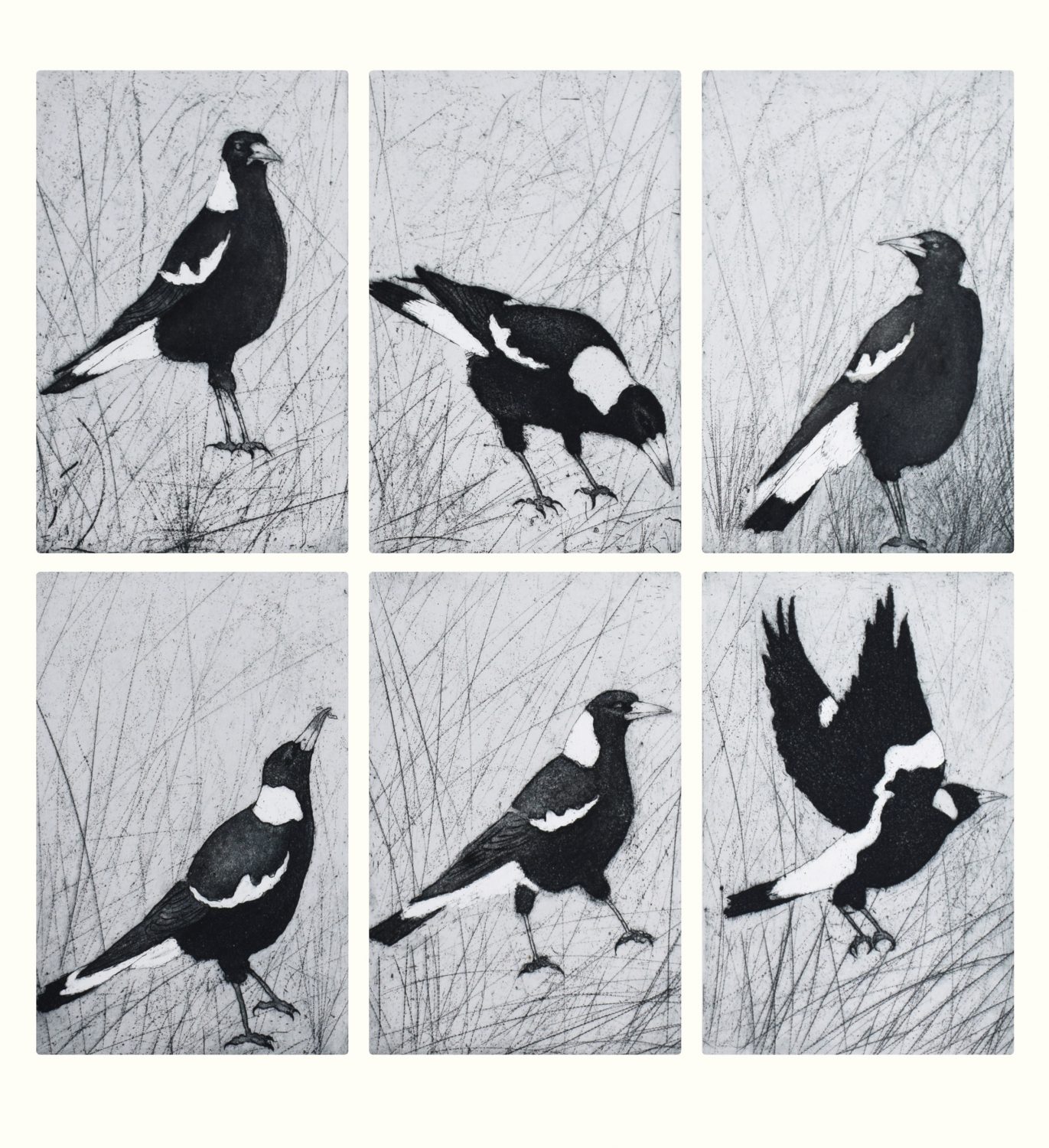 Magpie visit - Joseph Austin - Steven Print Gallery