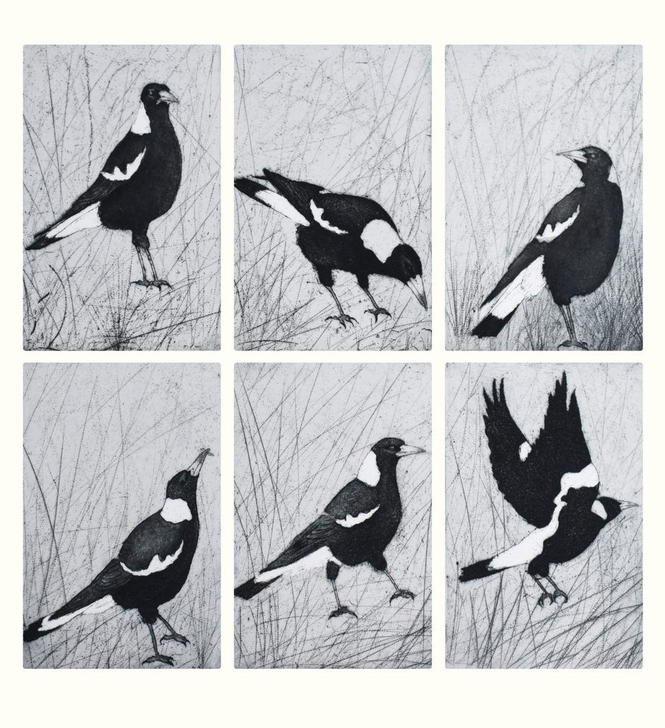 Magpie visit - Joseph Austin - Steven Print Gallery